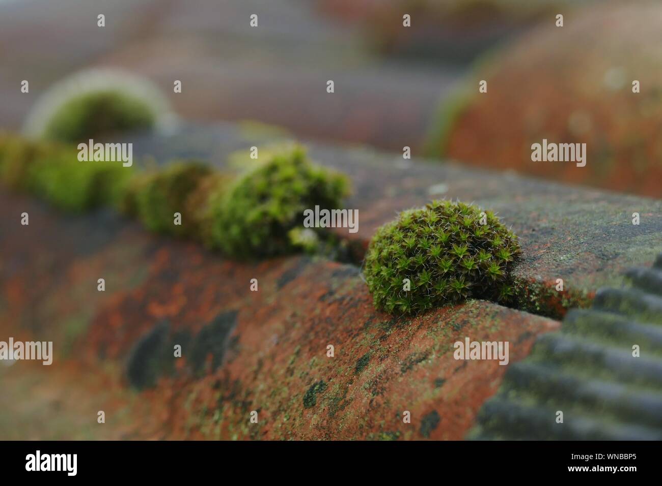 Moss covered wall hi-res stock photography and images - Alamy