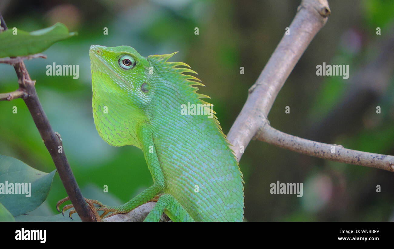 Lizard on tree branch hi-res stock photography and images - Alamy