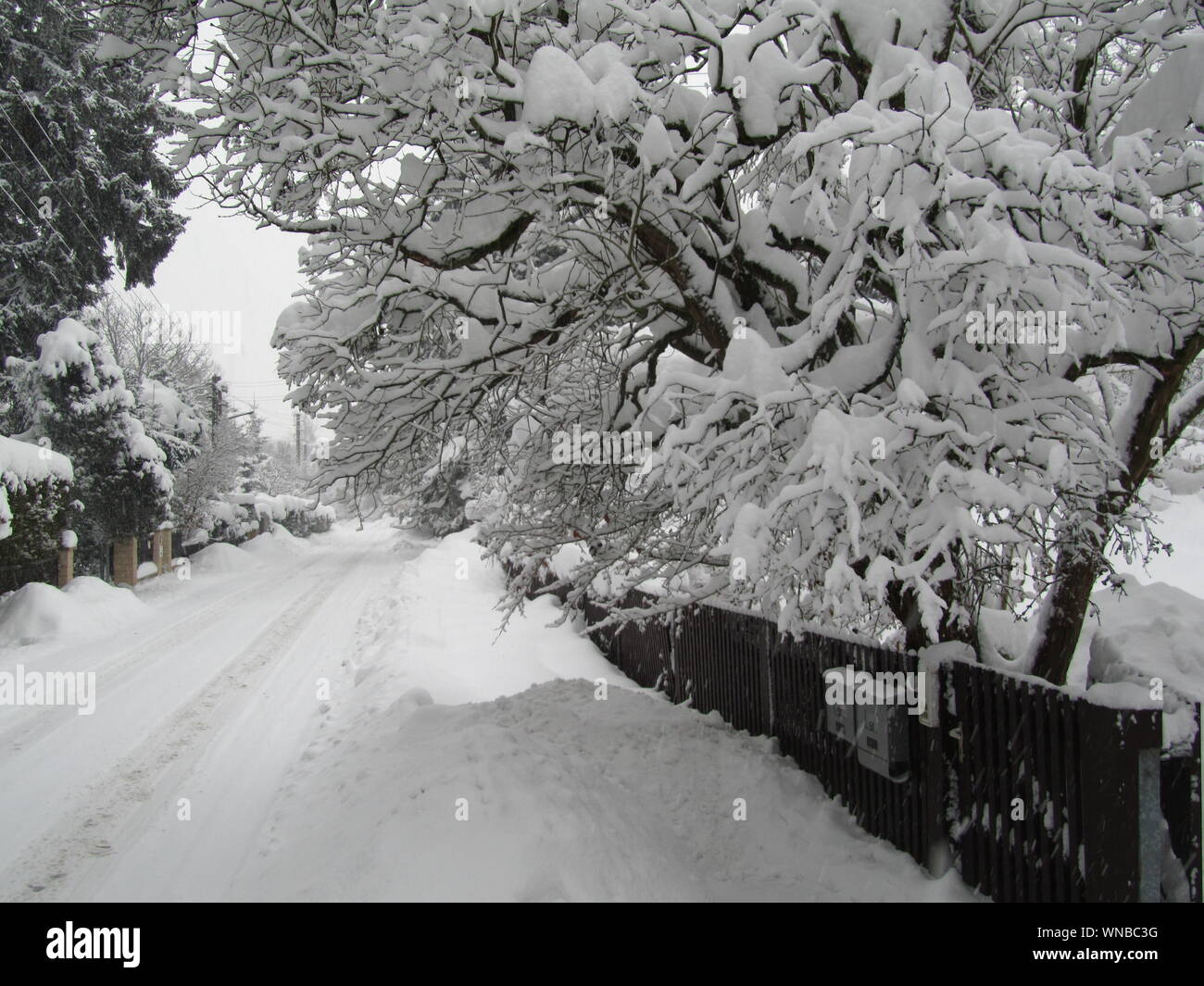 Road covered with trees hi-res stock photography and images - Alamy