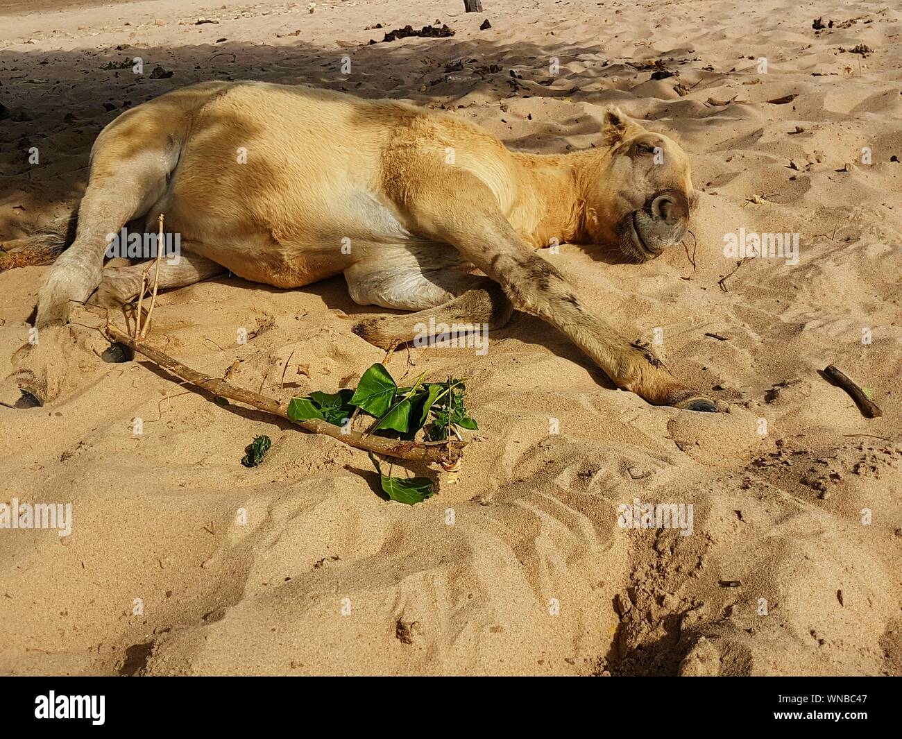 Donkey on the sand hi-res stock photography and images - Alamy