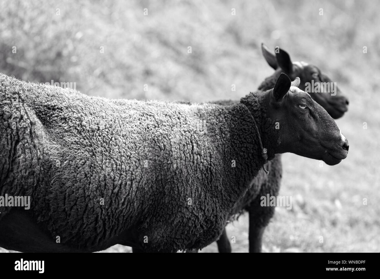 Two Black Sheeps High Resolution Stock Photography and Images - Alamy