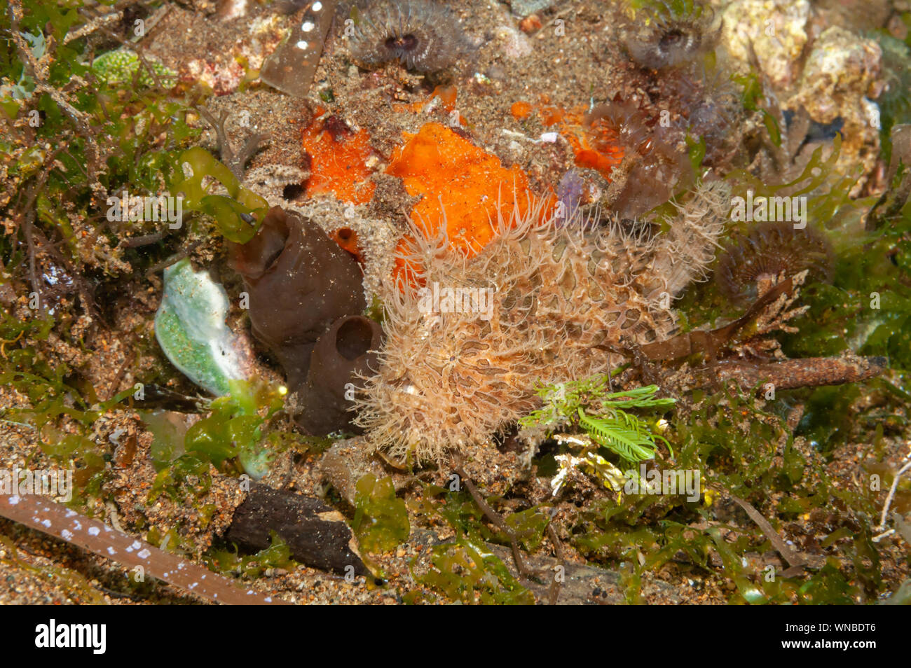 Striated frogfish Philippines camouflaged on seabed Stock Photo - Alamy