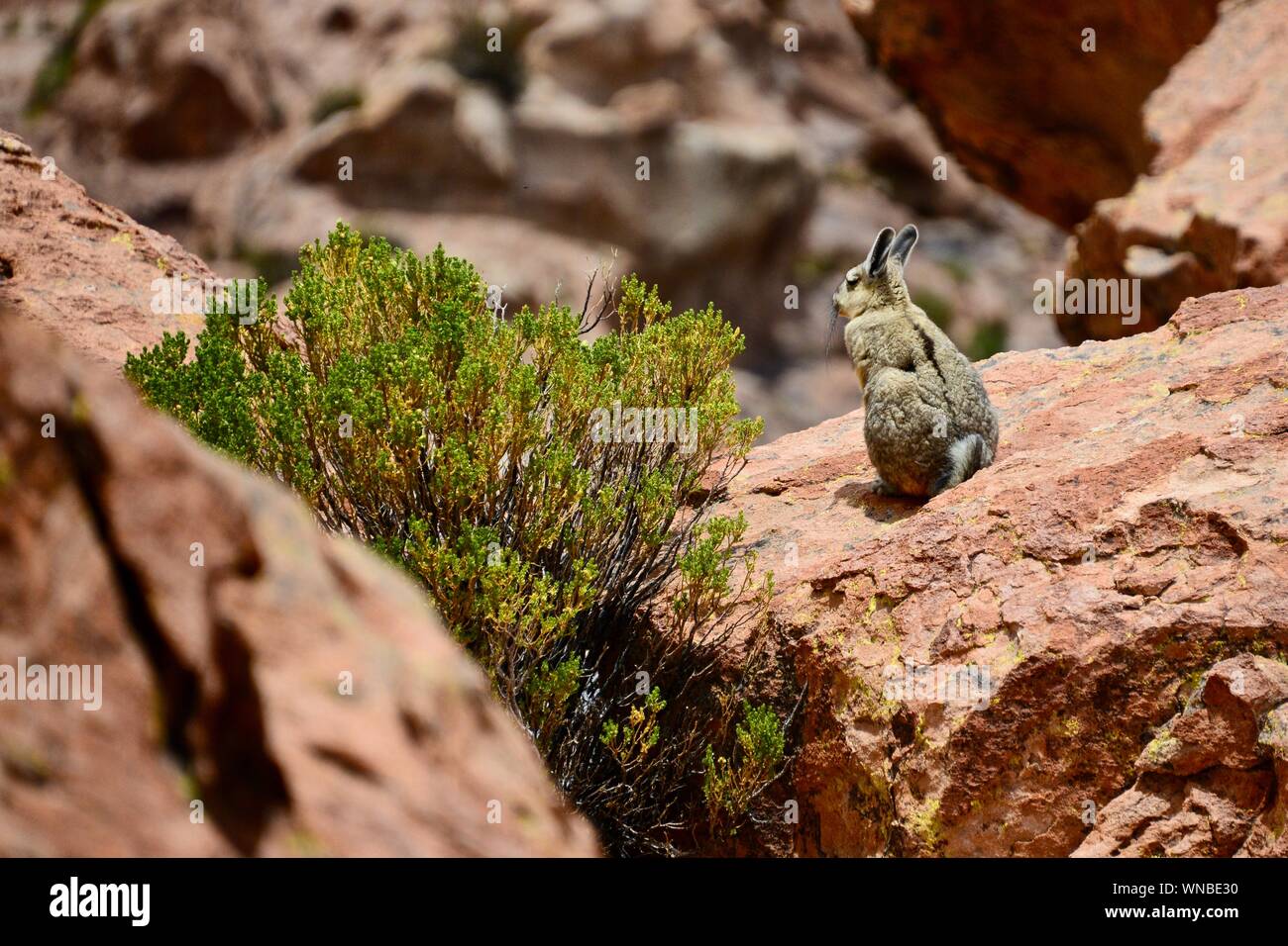 Rabbit Bush Stock Photos & Rabbit Bush Stock Images - Alamy