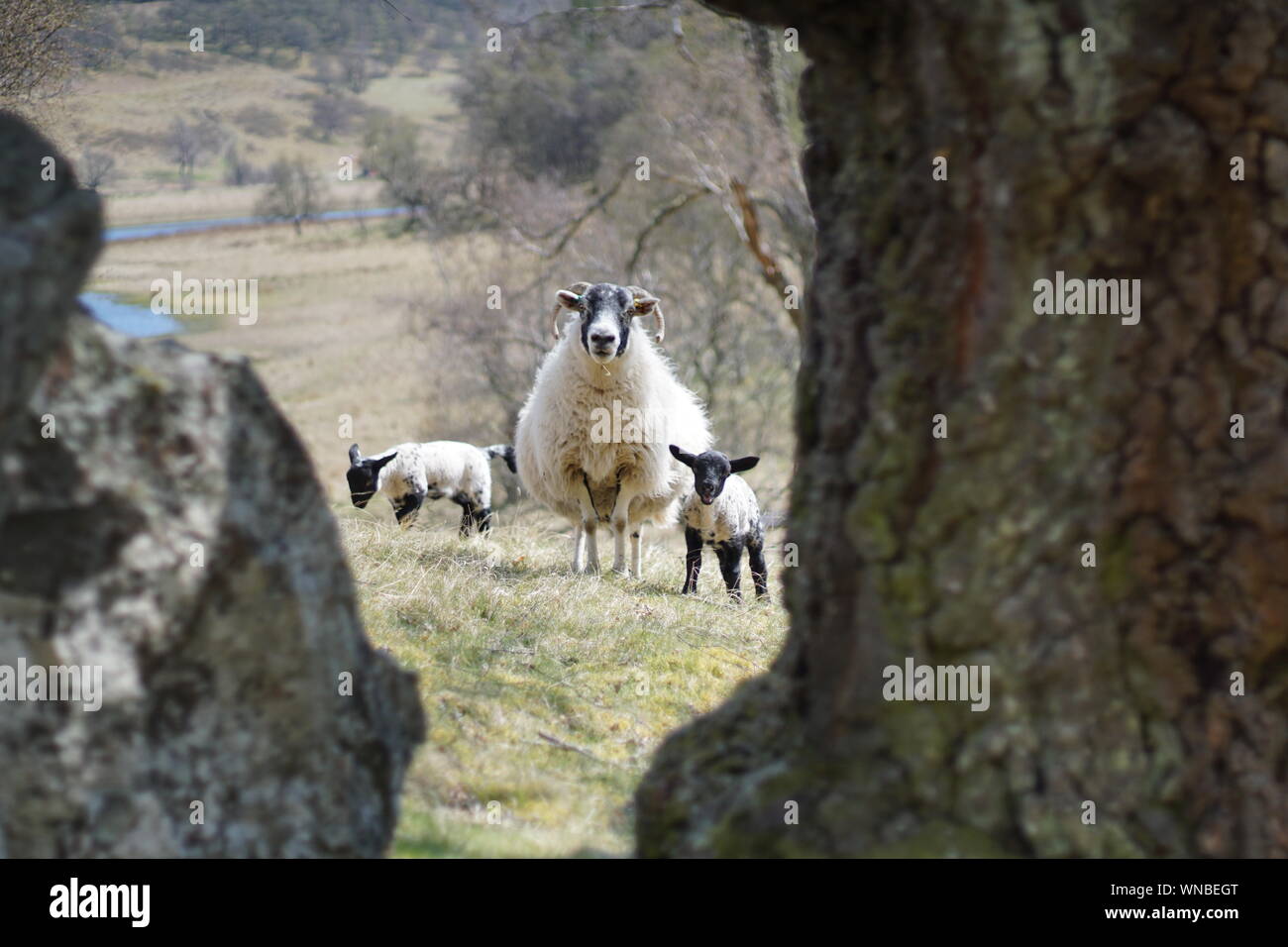 Sheep two lambs hi-res stock photography and images - Alamy