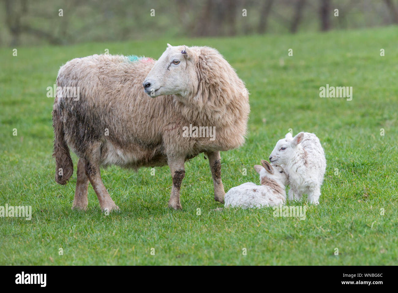 Brecon beacons spring hi-res stock photography and images - Alamy