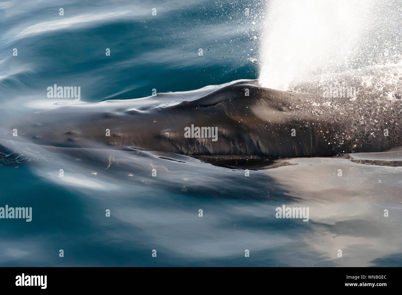 Whale spraying water hi-res stock photography and images - Alamy