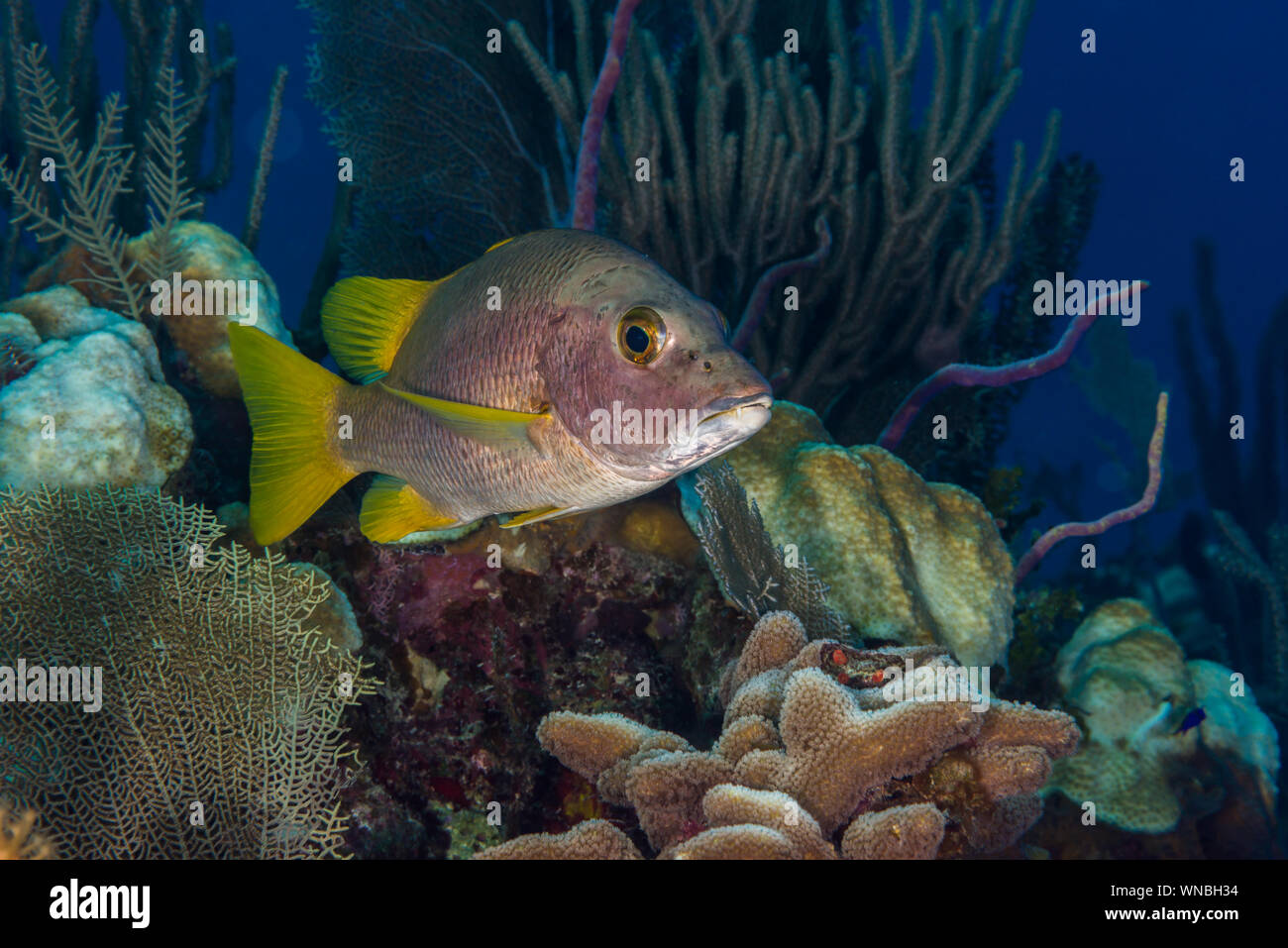 Schoolmaster snapper fish reefscape Bahamas Stock Photo - Alamy