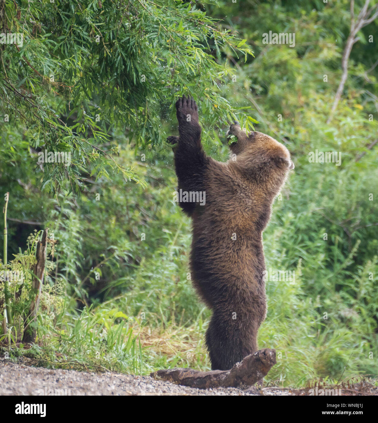 Bear up against hi-res stock photography and images - Alamy