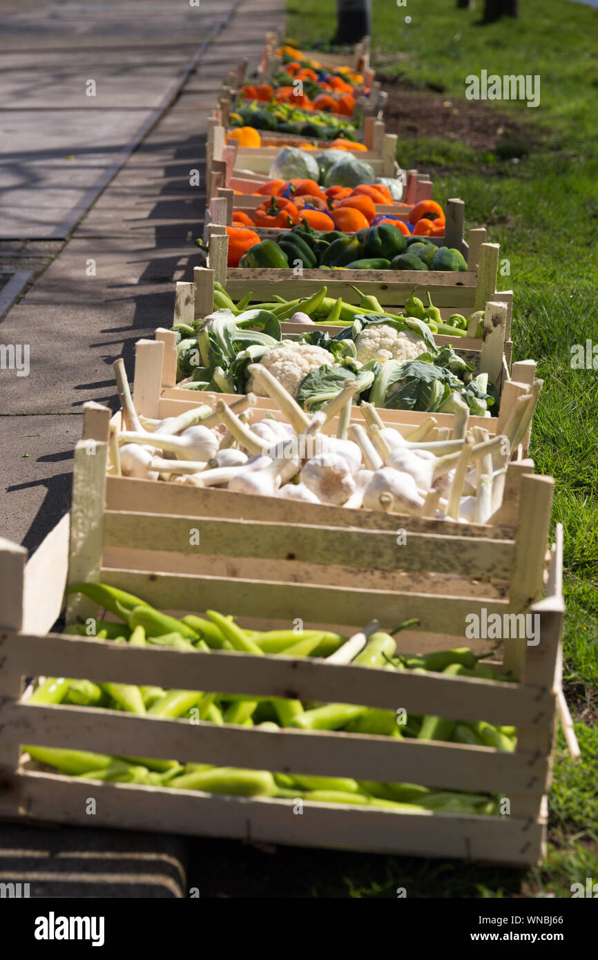 Vegetables in field hi-res stock photography and images - Alamy