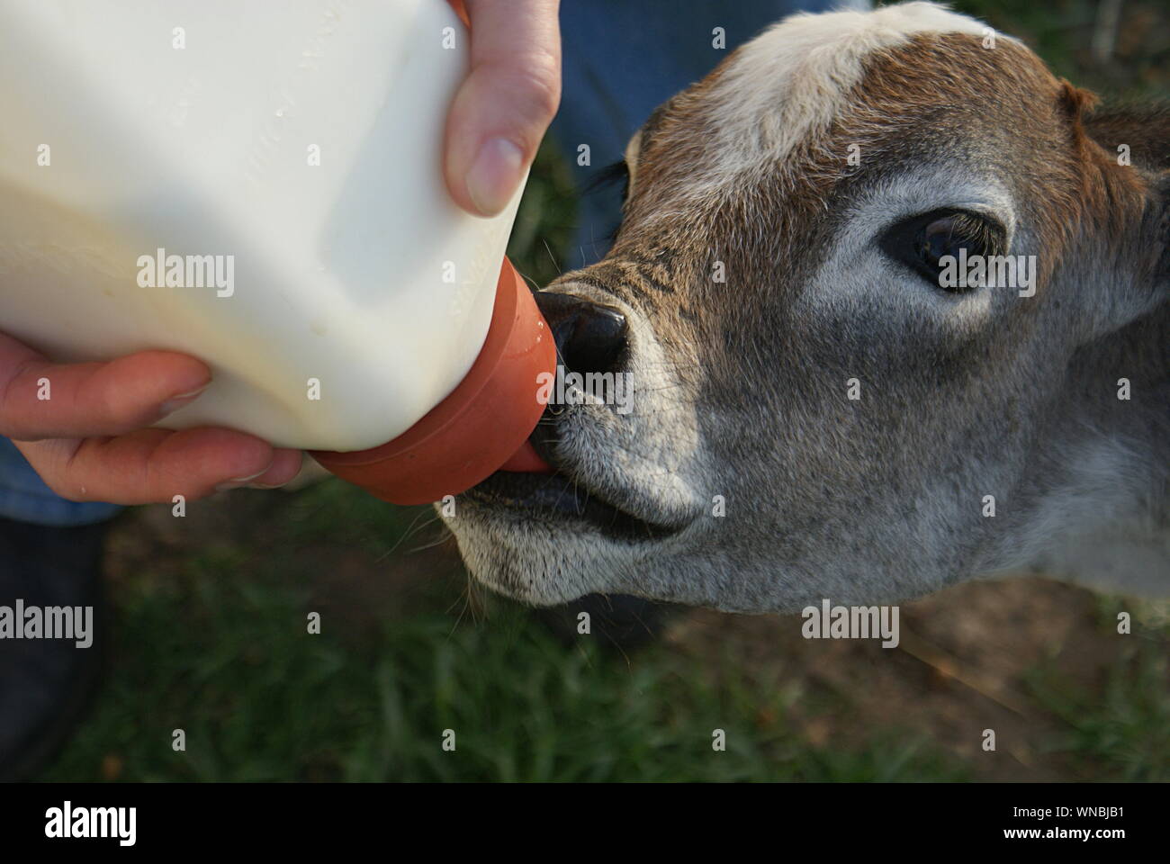 Hand feeding cow hi-res stock photography and images - Alamy