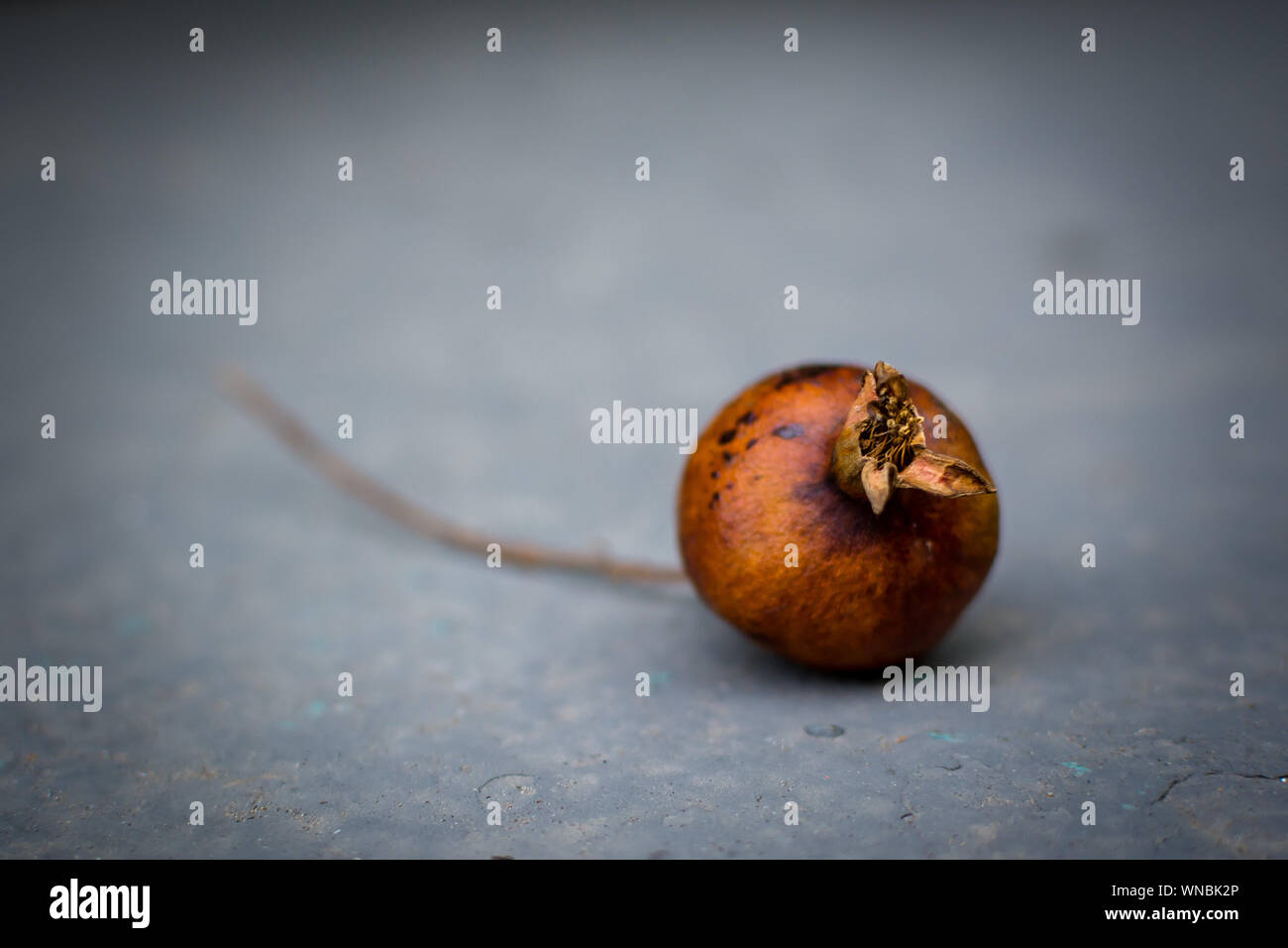Rotten Onion High Resolution Stock Photography and Images - Alamy