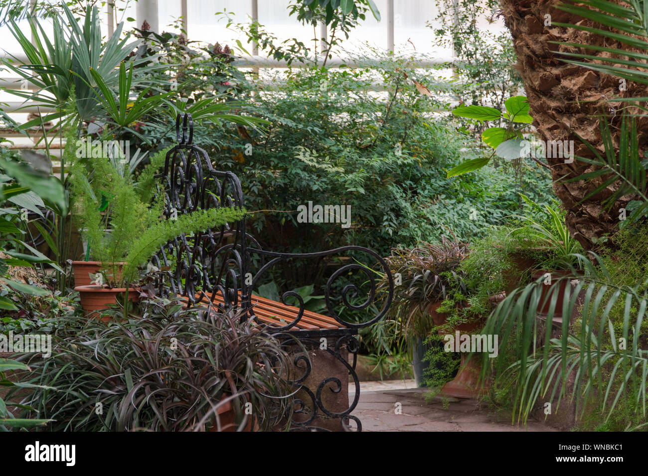 bench in the Botanical greenhouse. tropical decorative orangery Stock ...