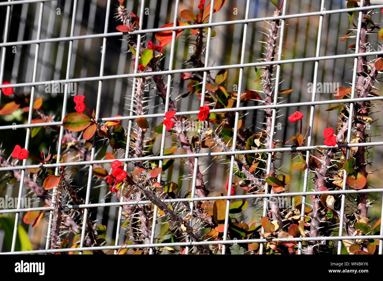 Thorn fence hi-res stock photography and images - Alamy