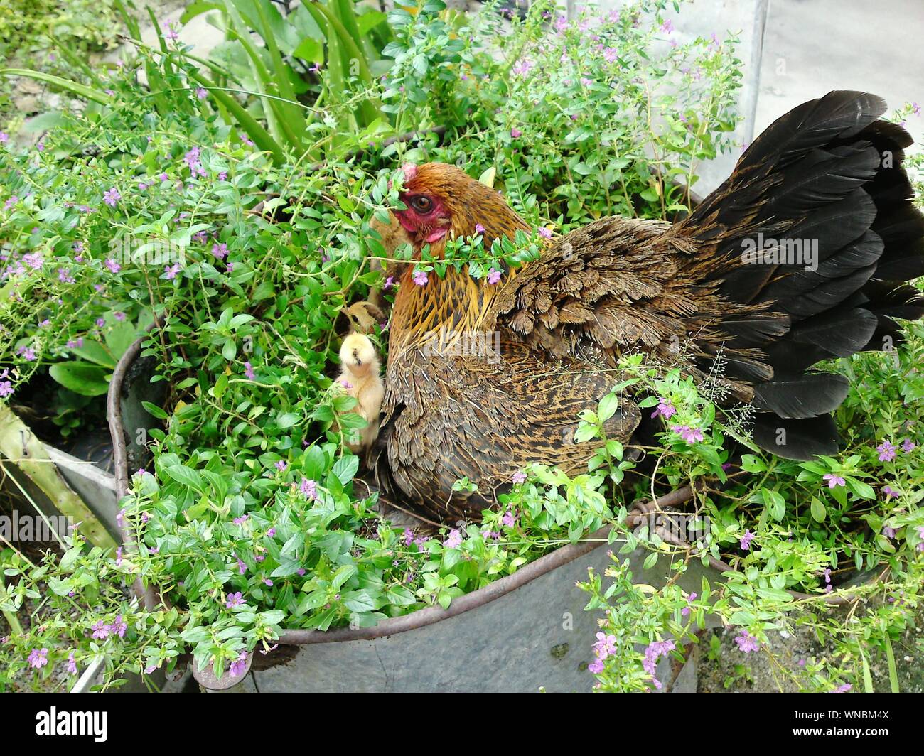 Hen care hi-res stock photography and images - Alamy