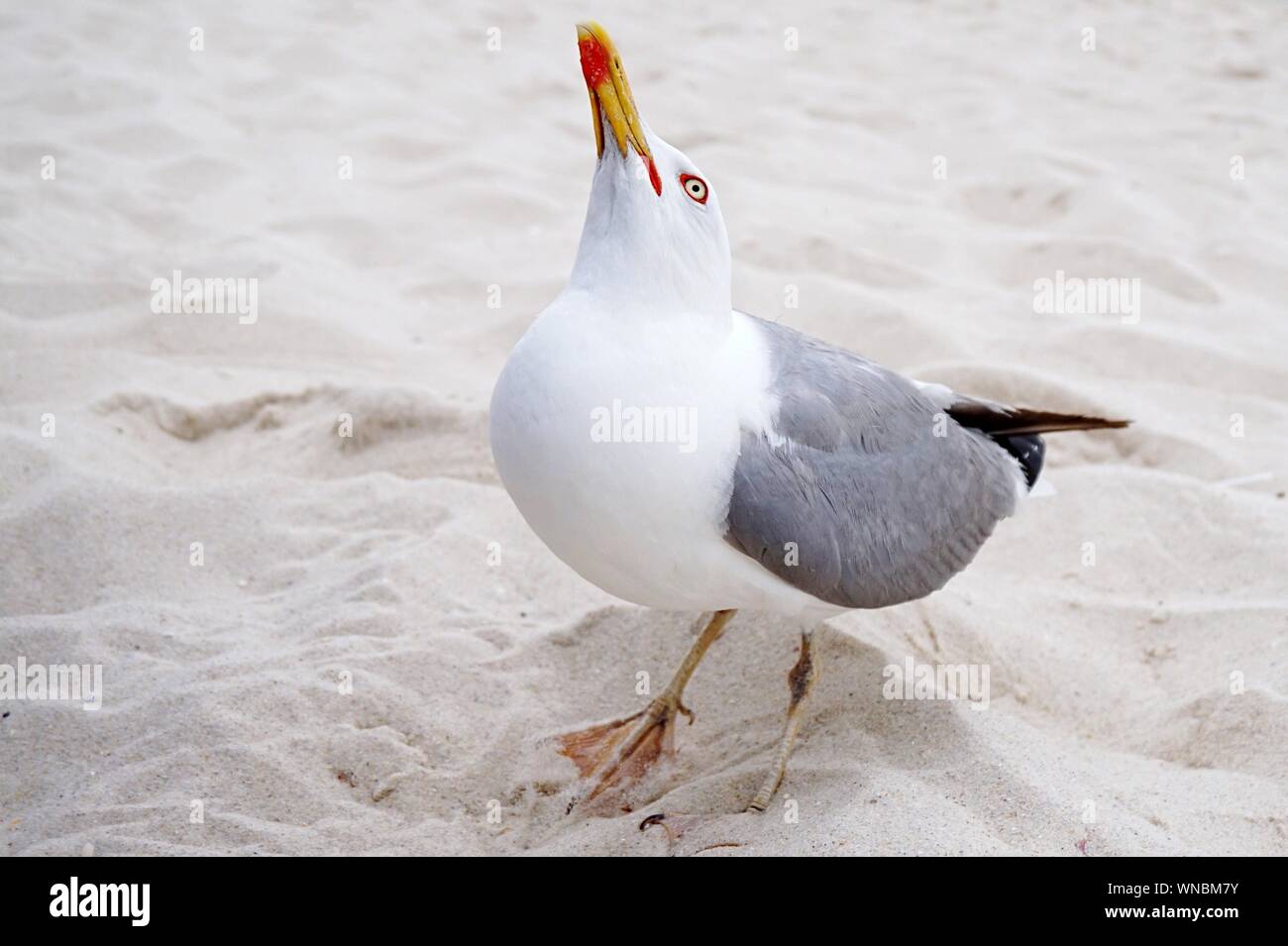 Back of seagull hi-res stock photography and images - Alamy