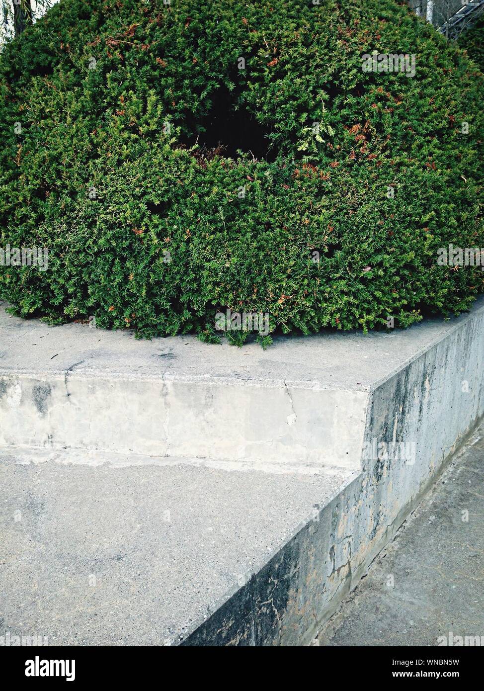 Garden Structure Hedge High Resolution Stock Photography and Images - Alamy
