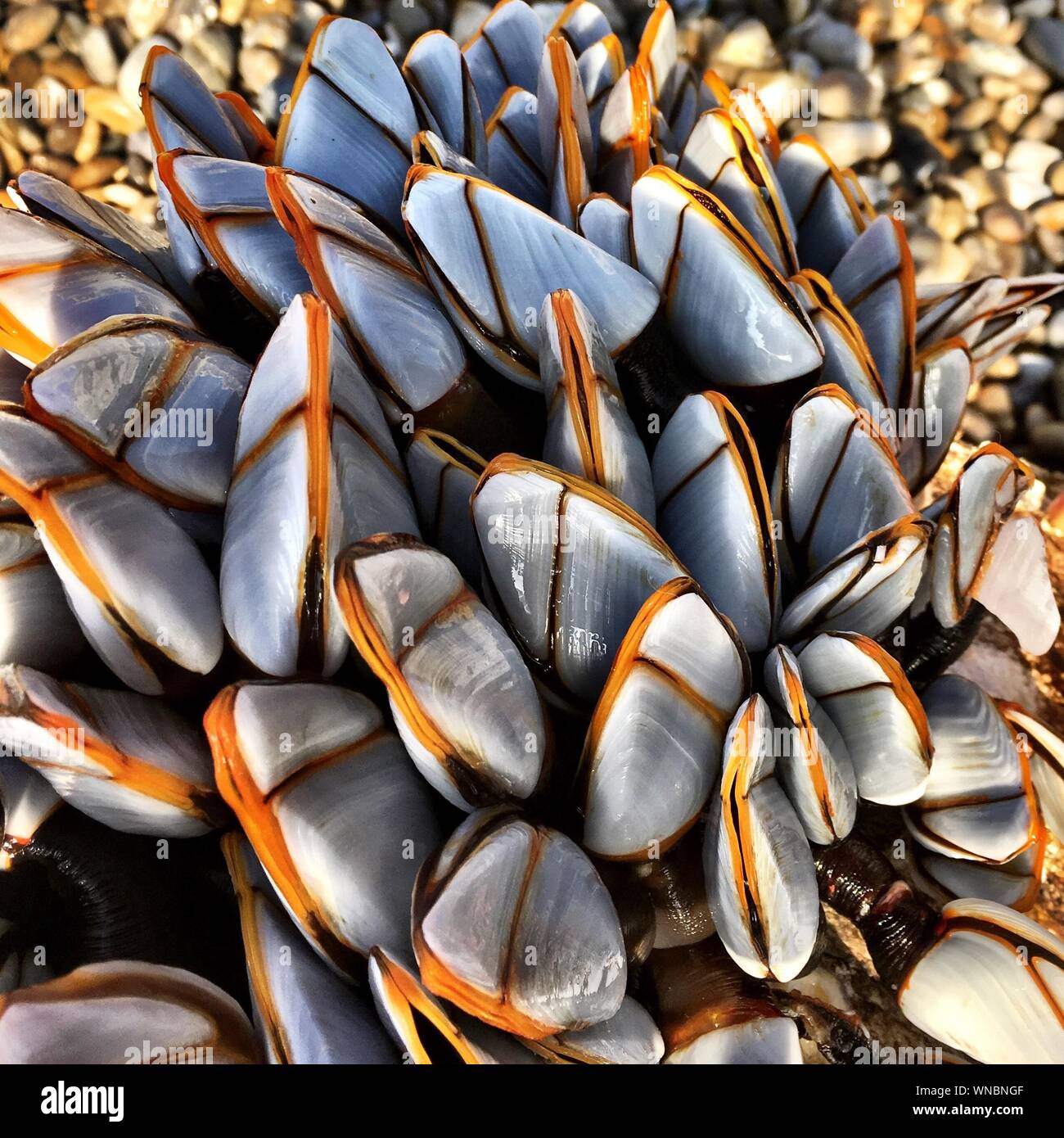 Barnacles Close Up Stock Photos & Barnacles Close Up Stock Images - Alamy