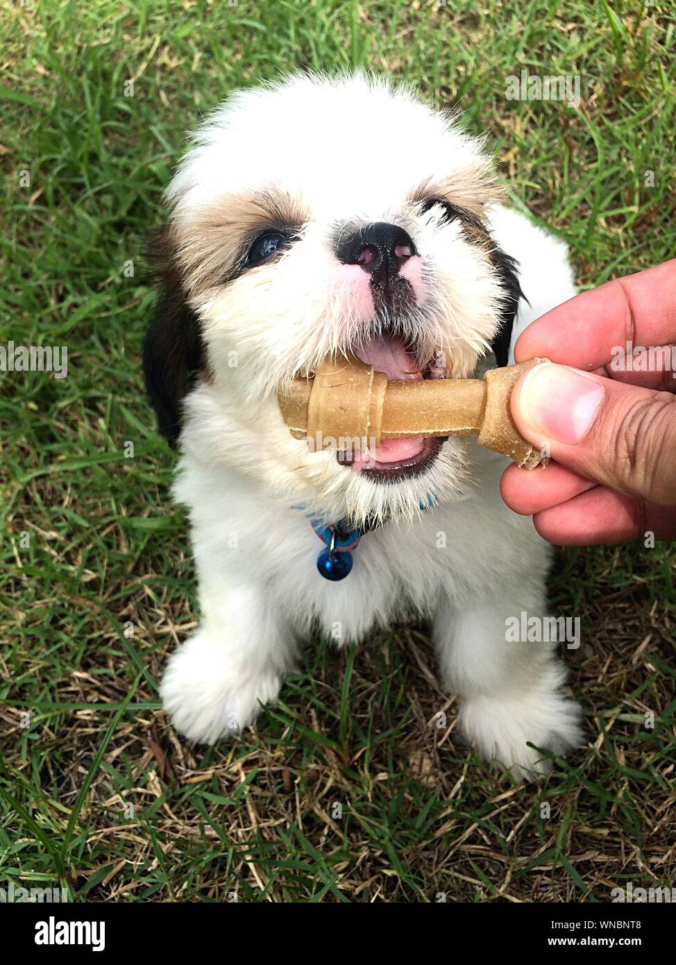 Dog biting bone hi-res stock photography and images - Alamy