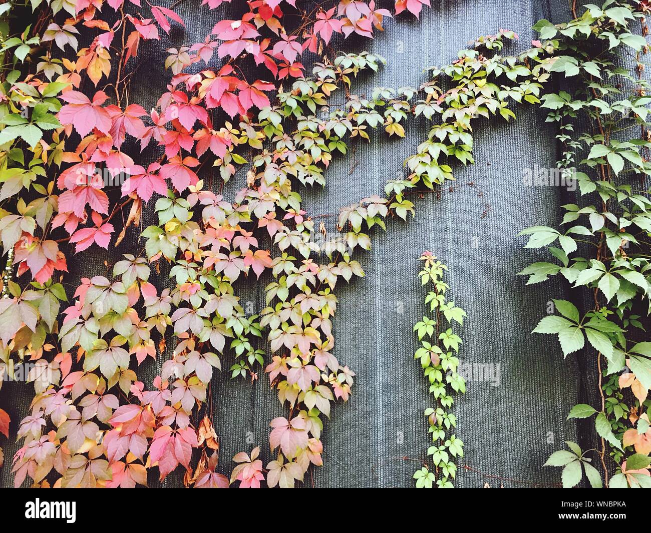 Leaves ivy autumn hi-res stock photography and images - Alamy