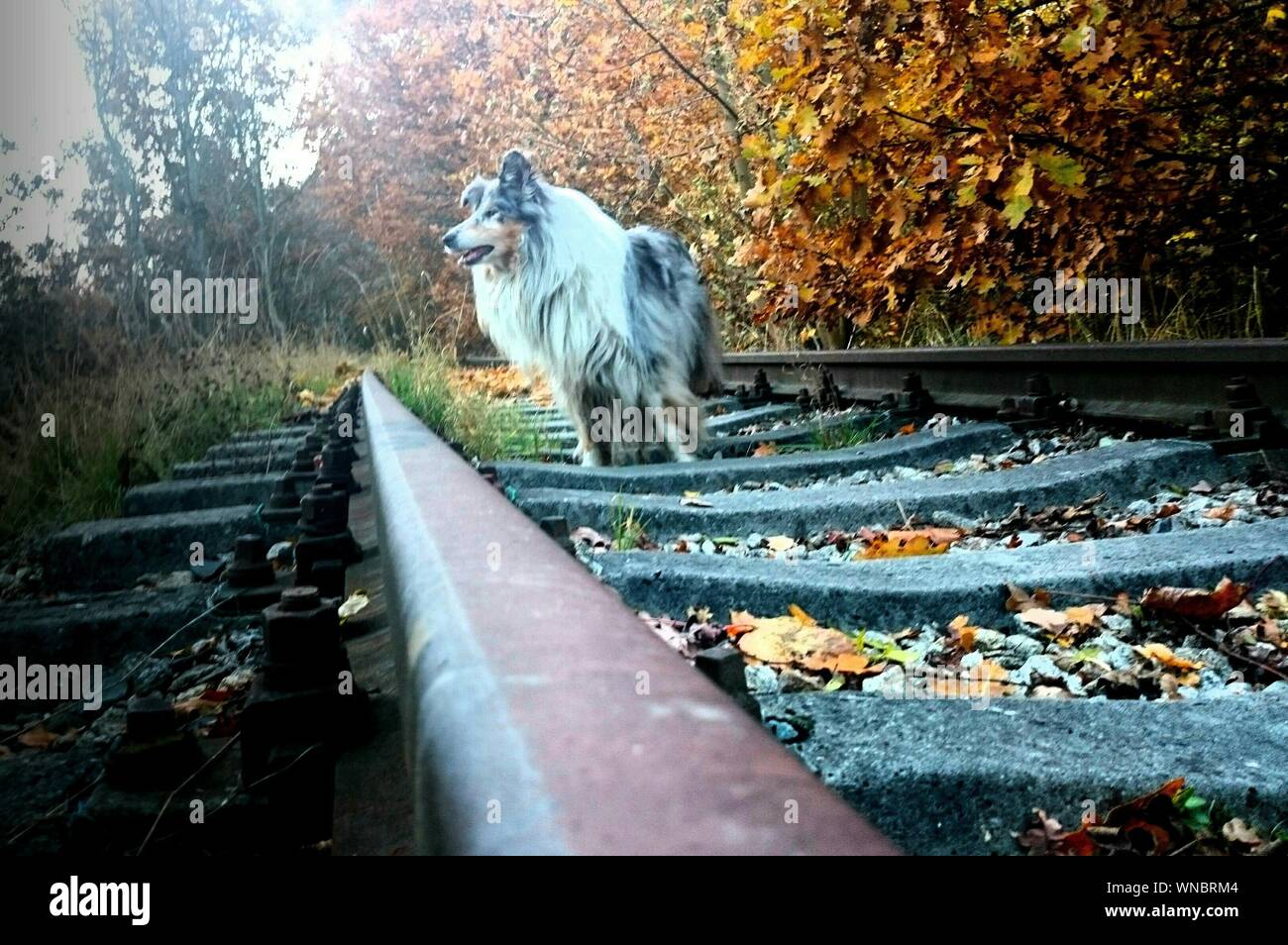 Dog on railroad tracks hi-res stock photography and images - Alamy