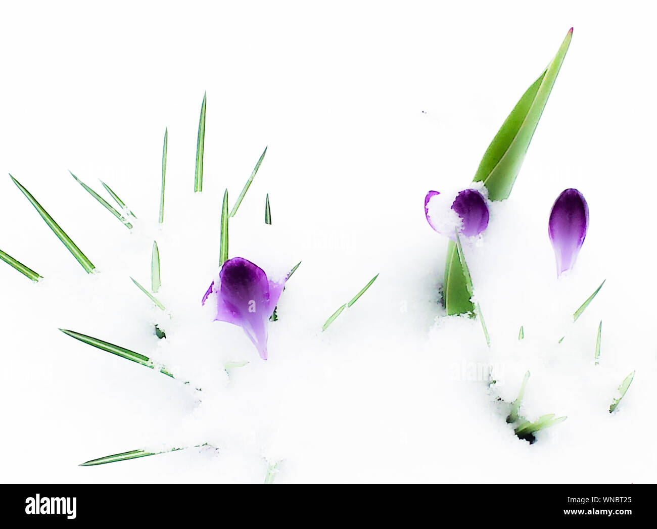 Crocuses and snow hi-res stock photography and images - Alamy