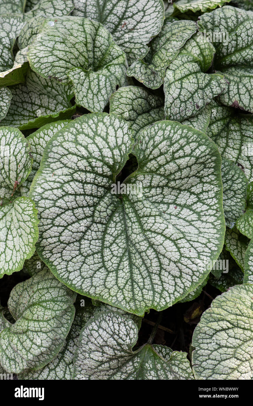 Brunnera hi-res stock photography and images - Alamy