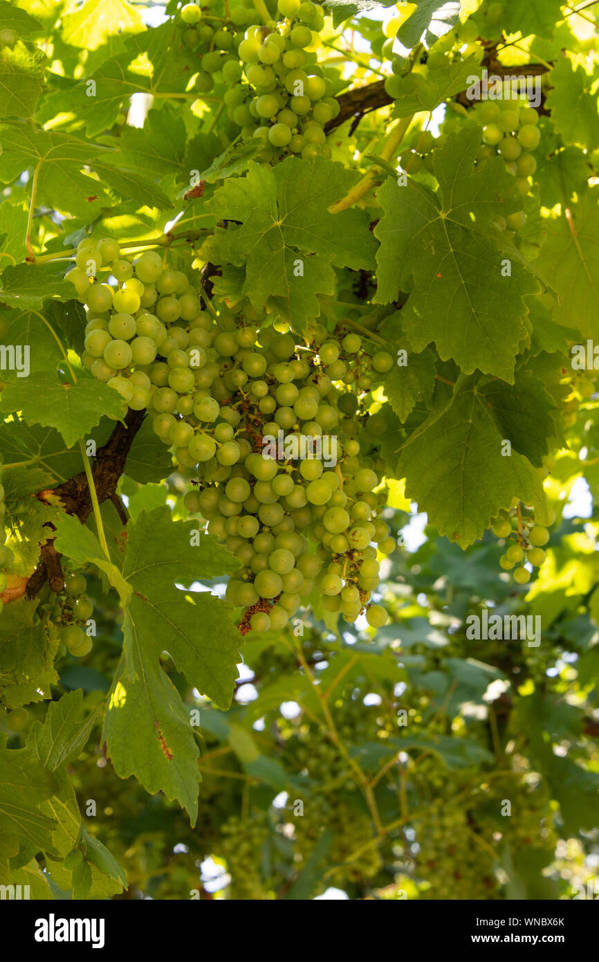 Champagne grapes hi-res stock photography and images - Alamy