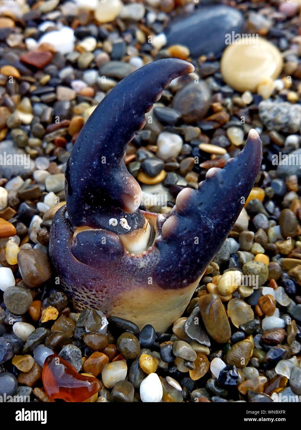 Stone crab claw hi-res stock photography and images - Alamy