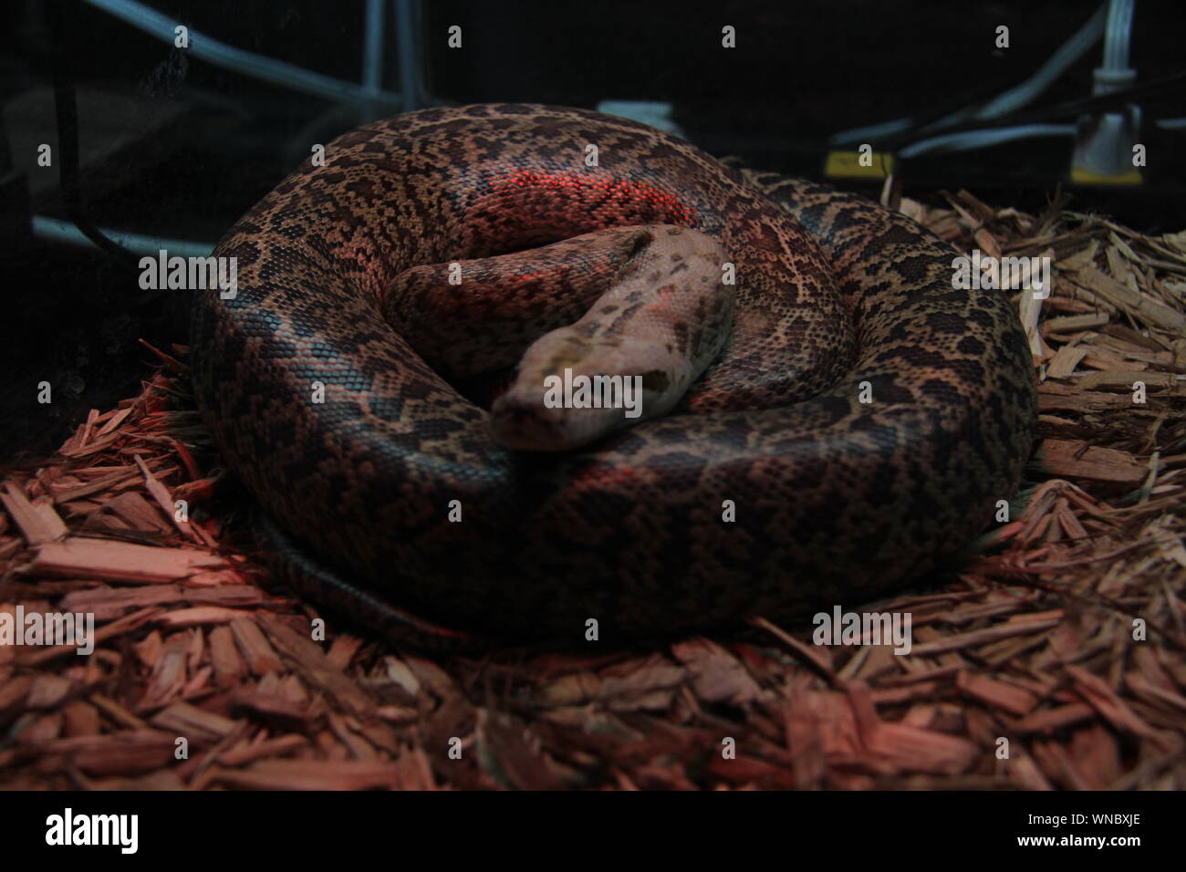 Snake cage hi-res stock photography and images - Alamy