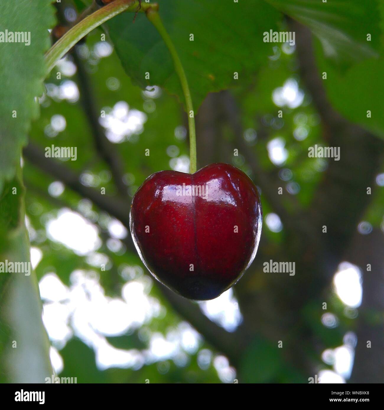 Cherry shape hi-res stock photography and images - Alamy