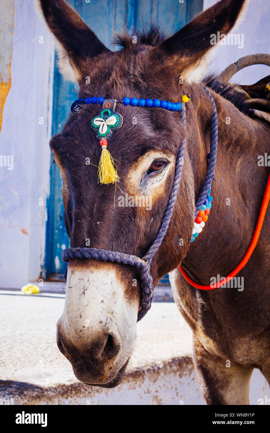 Donkey wearing hi-res stock photography and images - Alamy