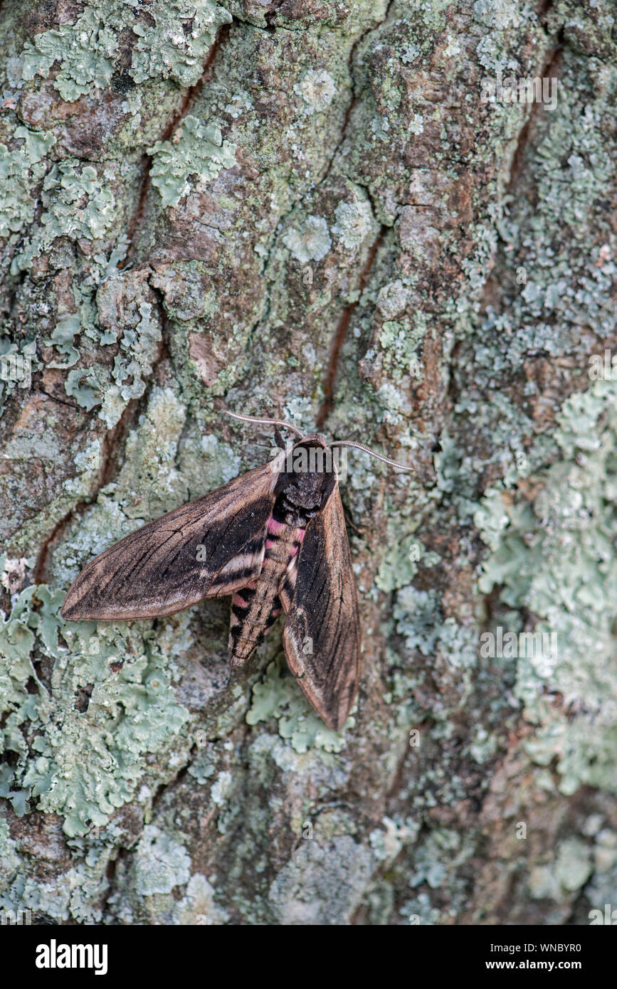 Privet Hawk Moth: Sphinx ligustri. Devon, UK Stock Photo - Alamy