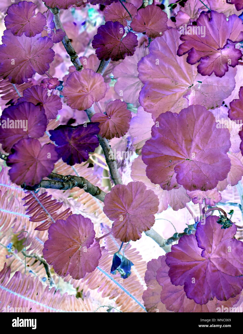 leaves colorful, many photos, many colors, abstract background Stock ...
