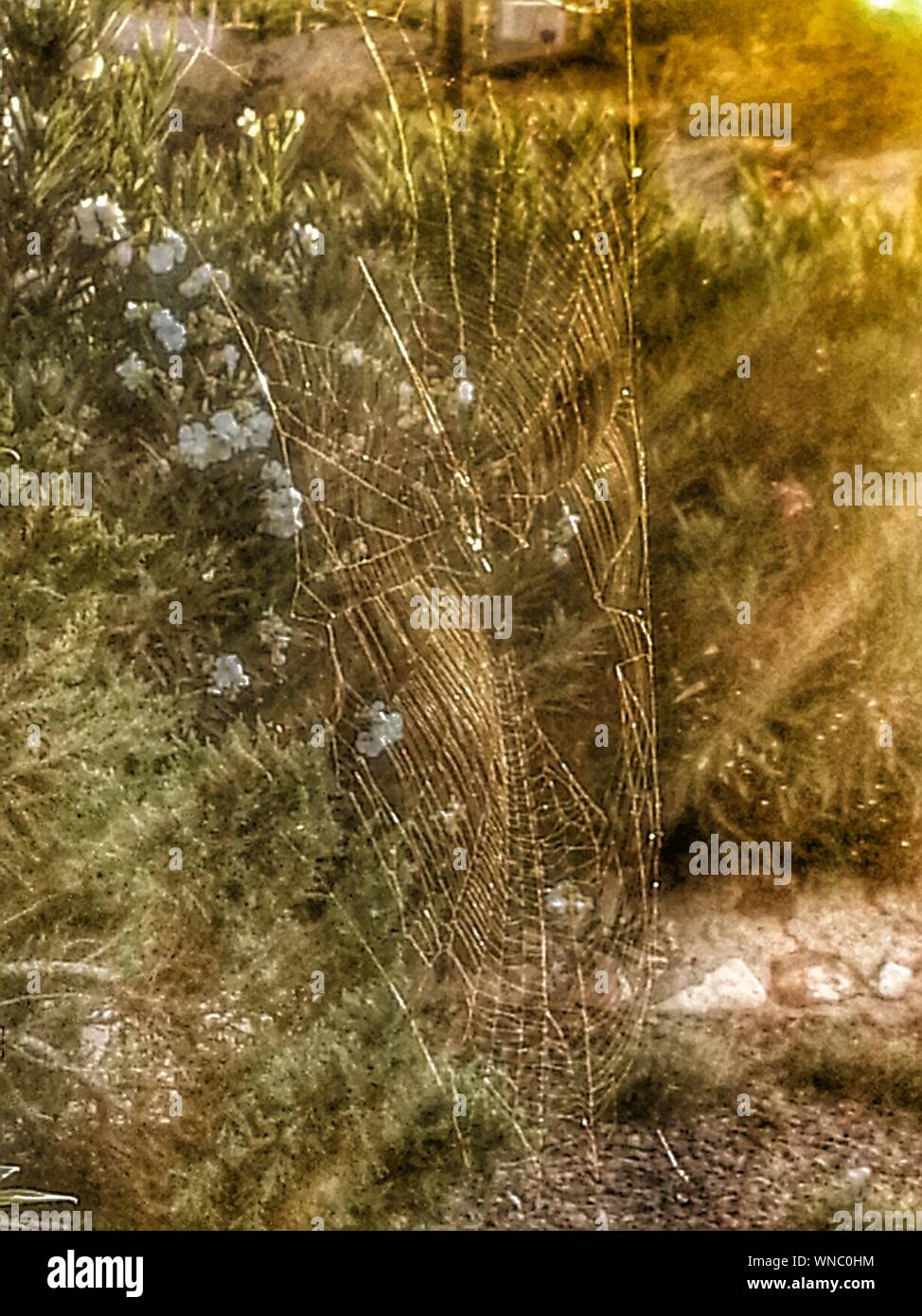 Field spider web hi-res stock photography and images - Alamy