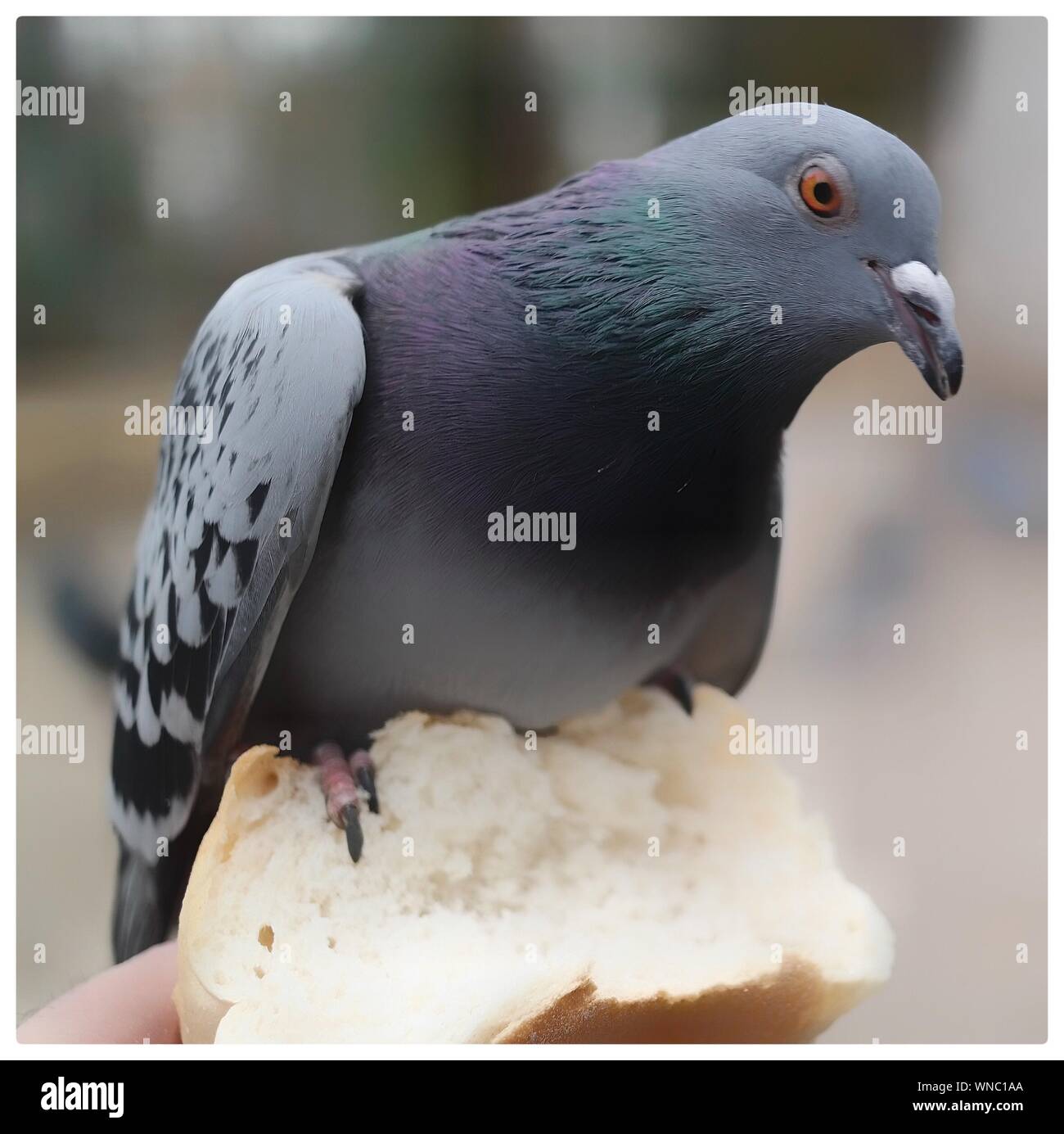 Feeding pigeon Cut Out Stock Images & Pictures - Alamy