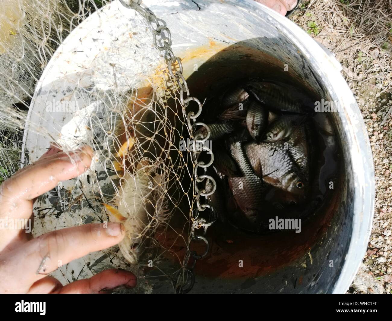 Hand holding net hi-res stock photography and images - Alamy