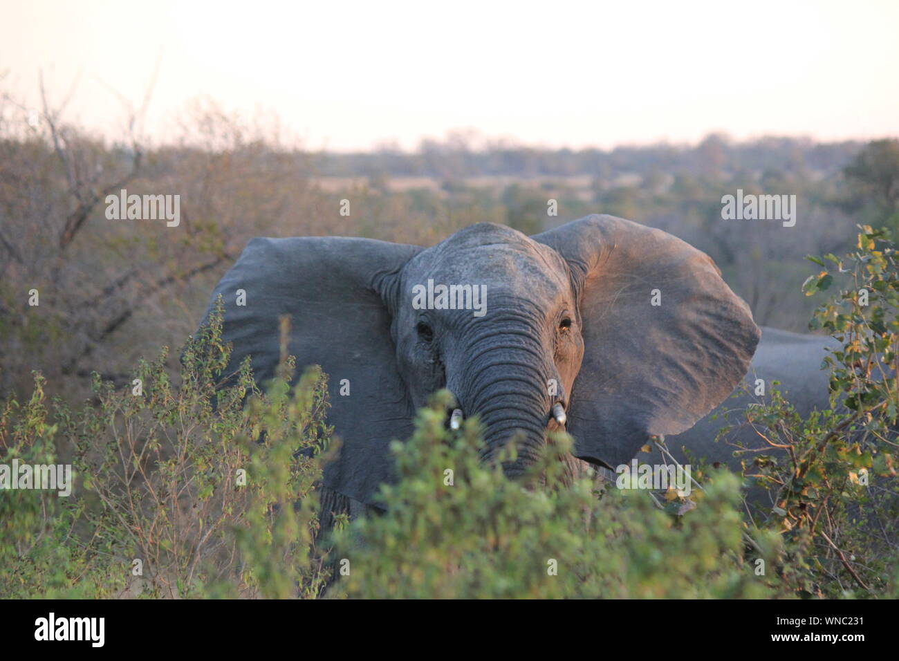 Elephant Grass Growing High Resolution Stock Photography and Images - Alamy