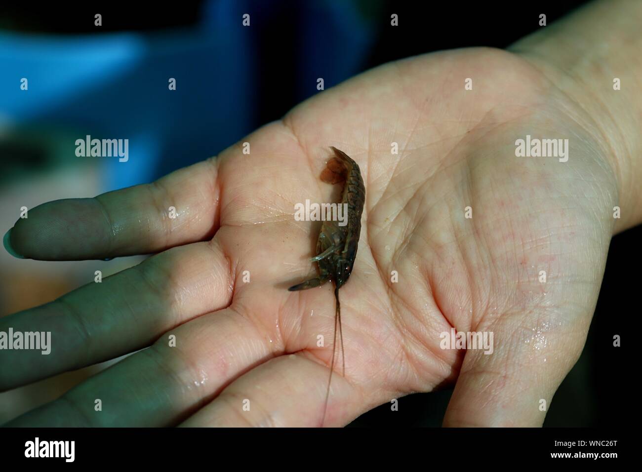 Human dead hi-res stock photography and images - Alamy