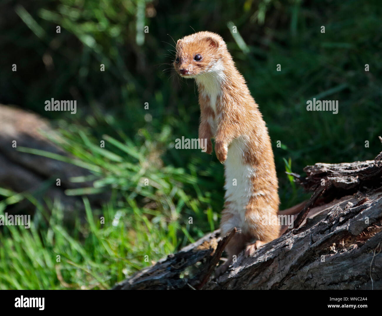 Weasels hi-res stock photography and images - Alamy