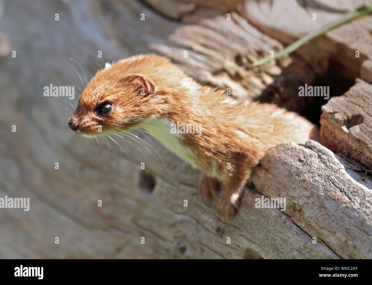 Weasels hi-res stock photography and images - Alamy