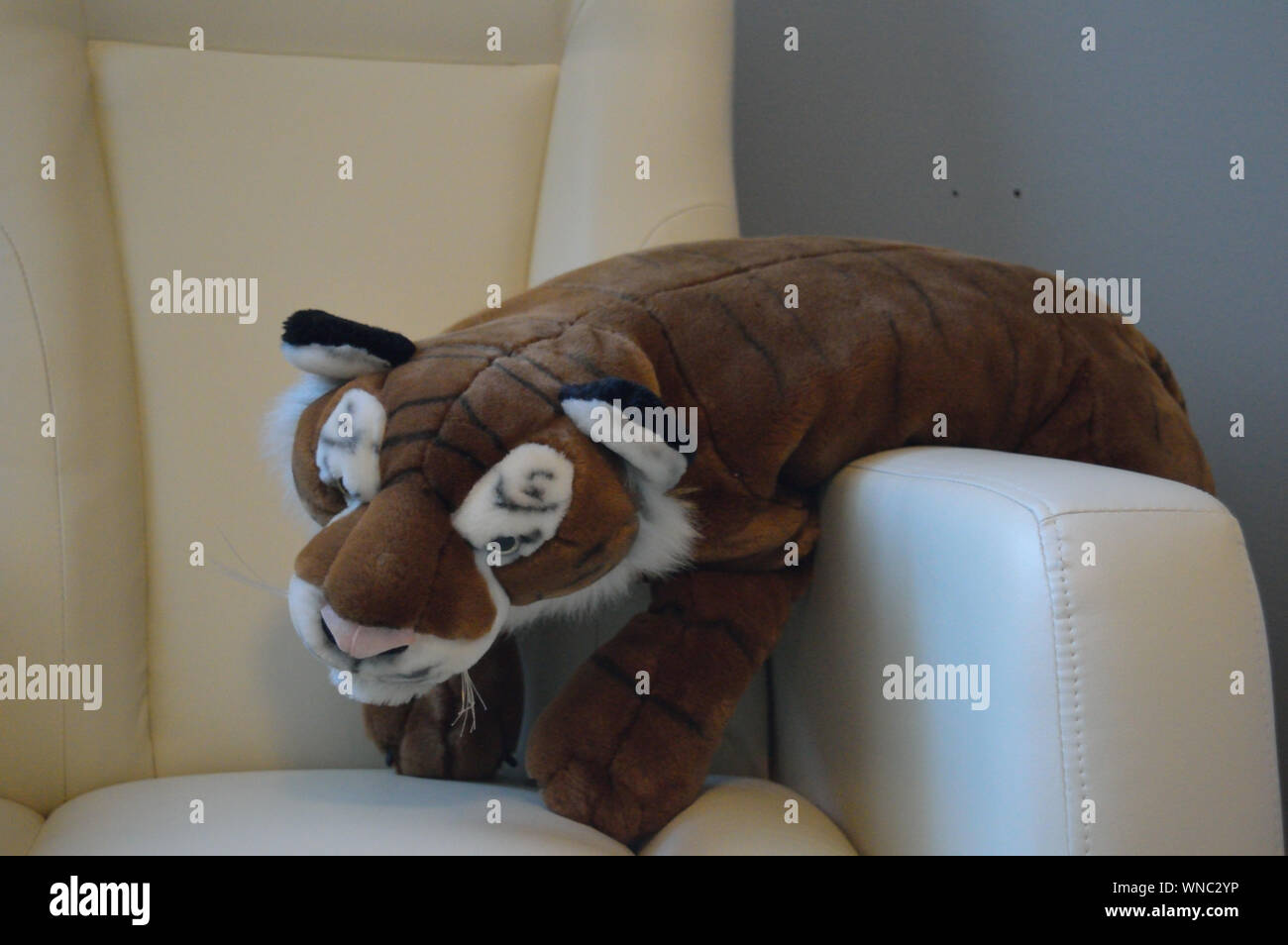 Tiger chair hi-res stock photography and images - Alamy