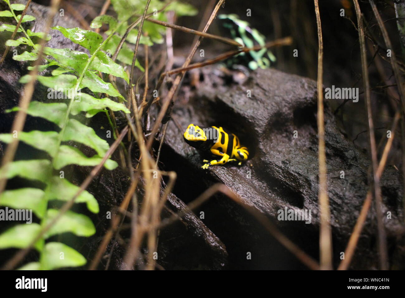 Poison arrow frog hi-res stock photography and images - Alamy