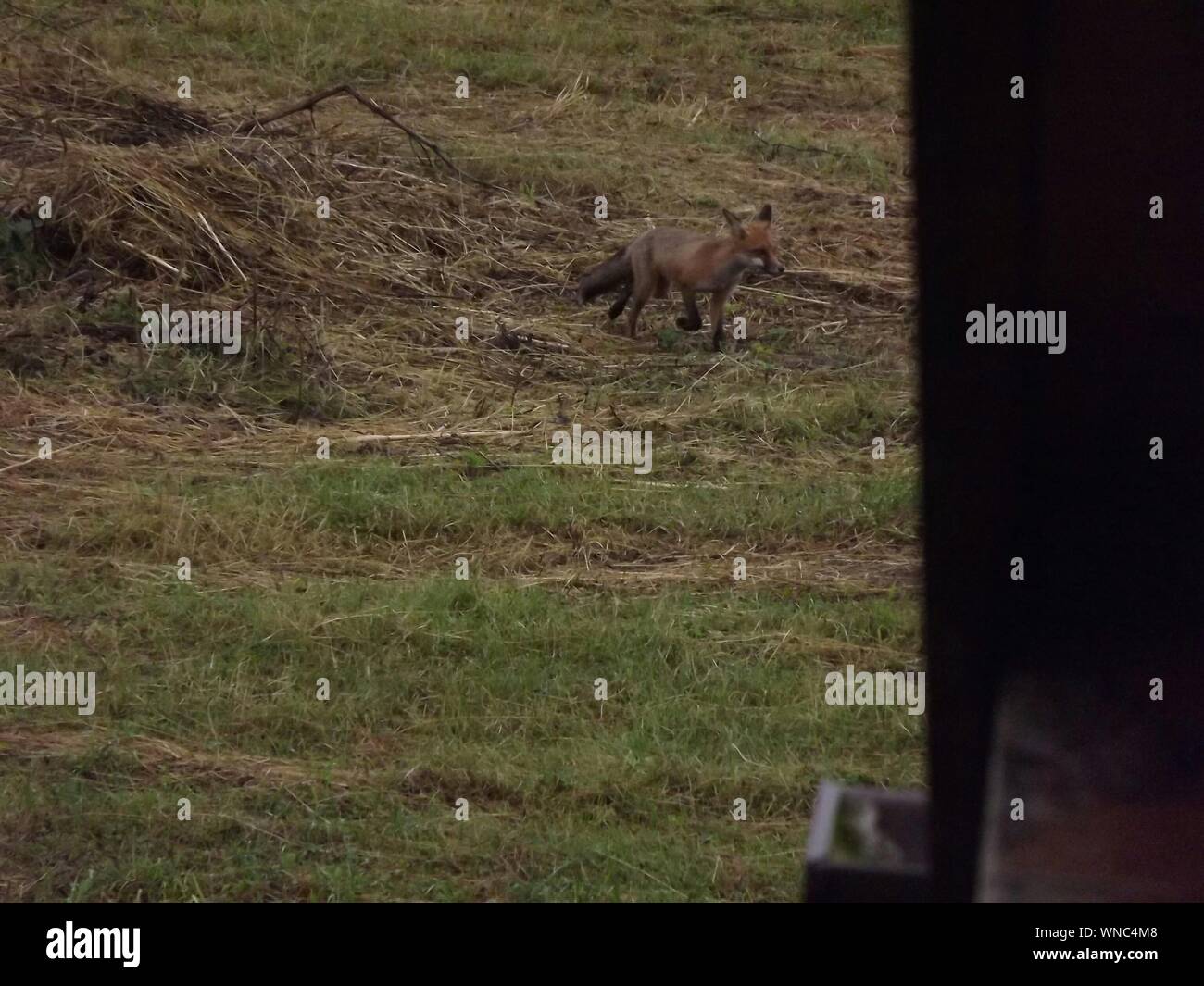 Red fox running hi-res stock photography and images - Alamy