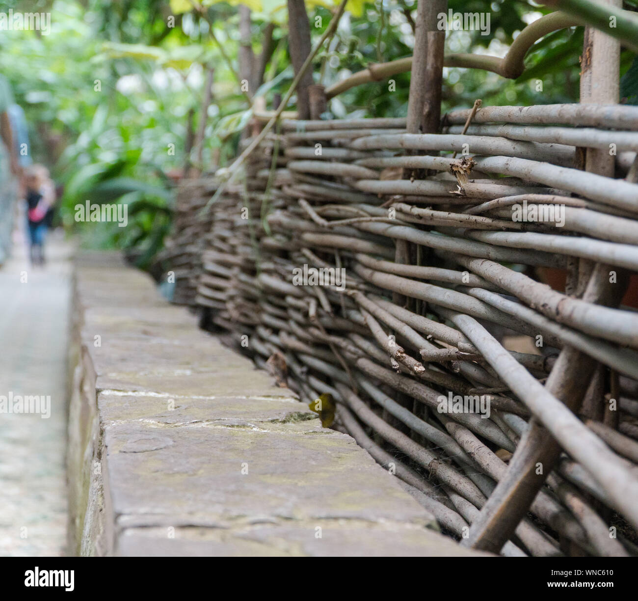 wicker fence in a decorative greenhouse. tropical orangery Stock Photo ...