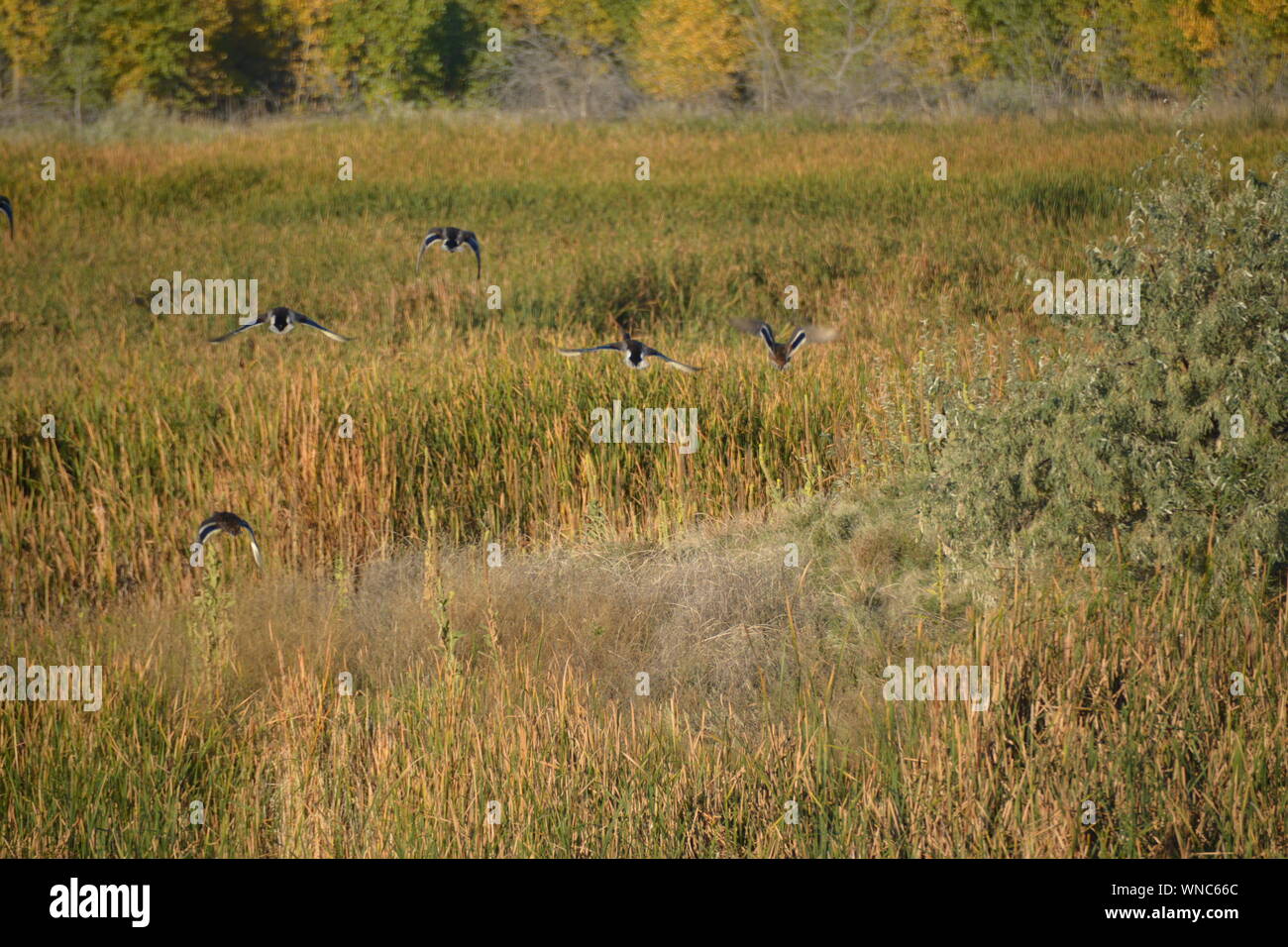 Flying grass hi-res stock photography and images - Alamy