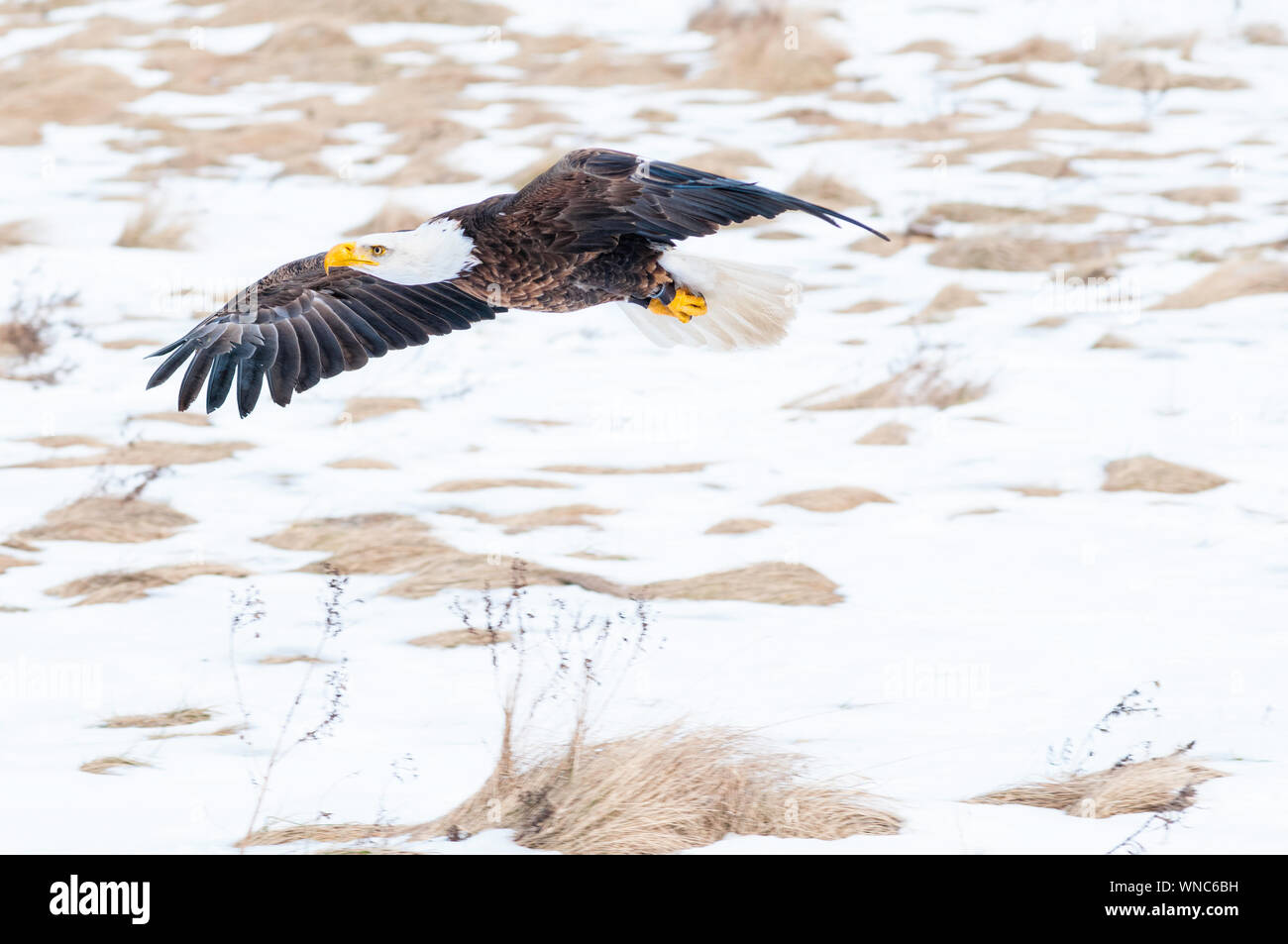 Land Of The Eagle High Resolution Stock Photography and Images - Alamy
