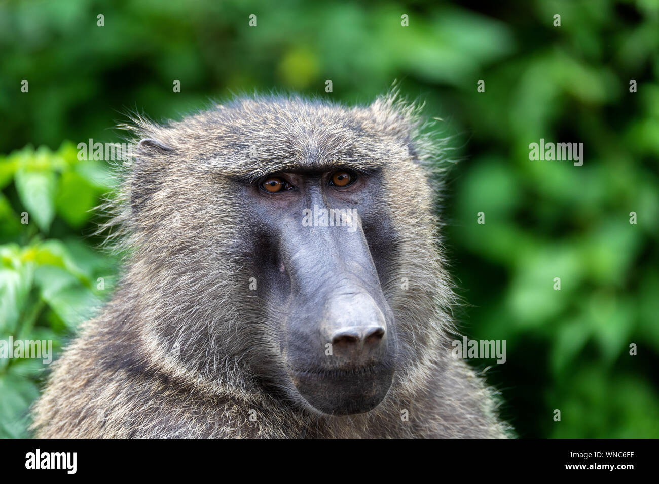 chacma baboon, papio ursinus, also known as the Cape baboon. Is strong ...