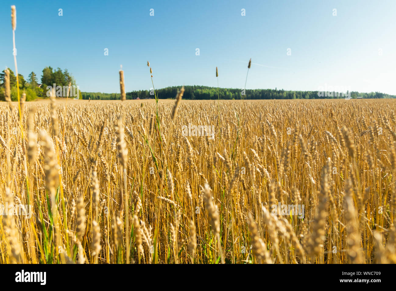 Wheat field on the farm at sunny autumn day Stock Photo - Alamy