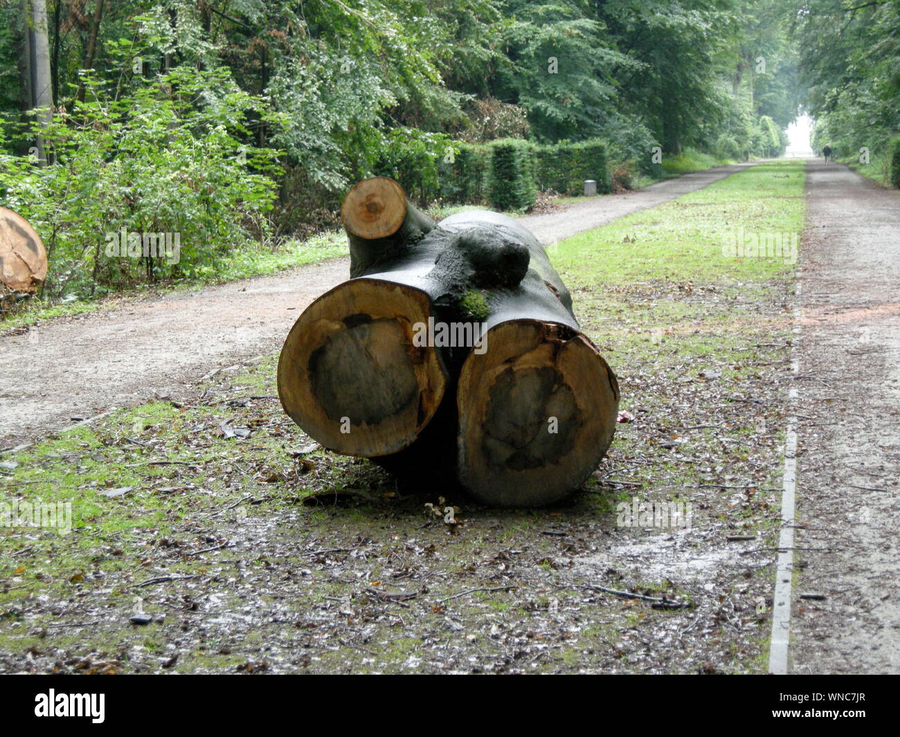 Log On Walkway At Park Stock Photo - Alamy