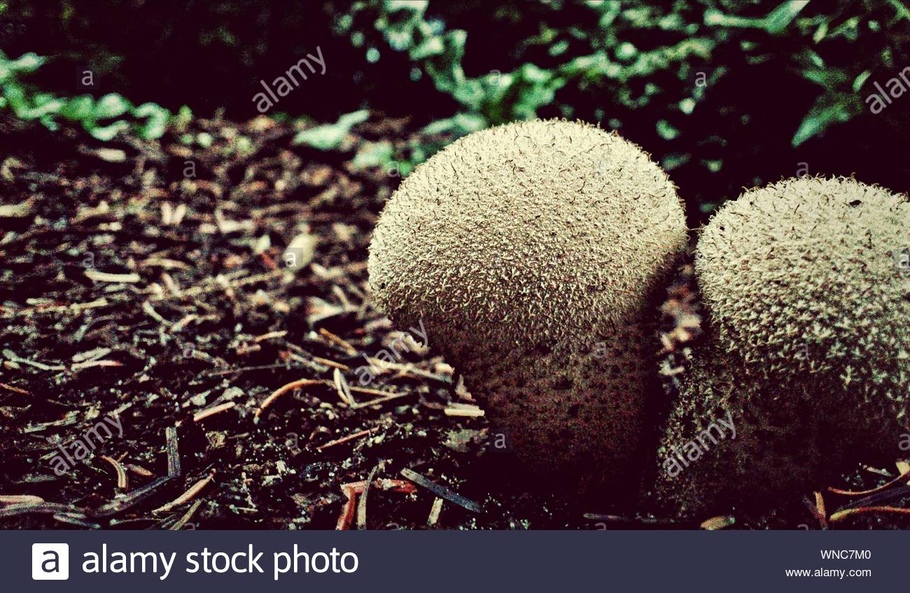 Puffball Mushroom Stock Photos & Puffball Mushroom Stock Images - Alamy